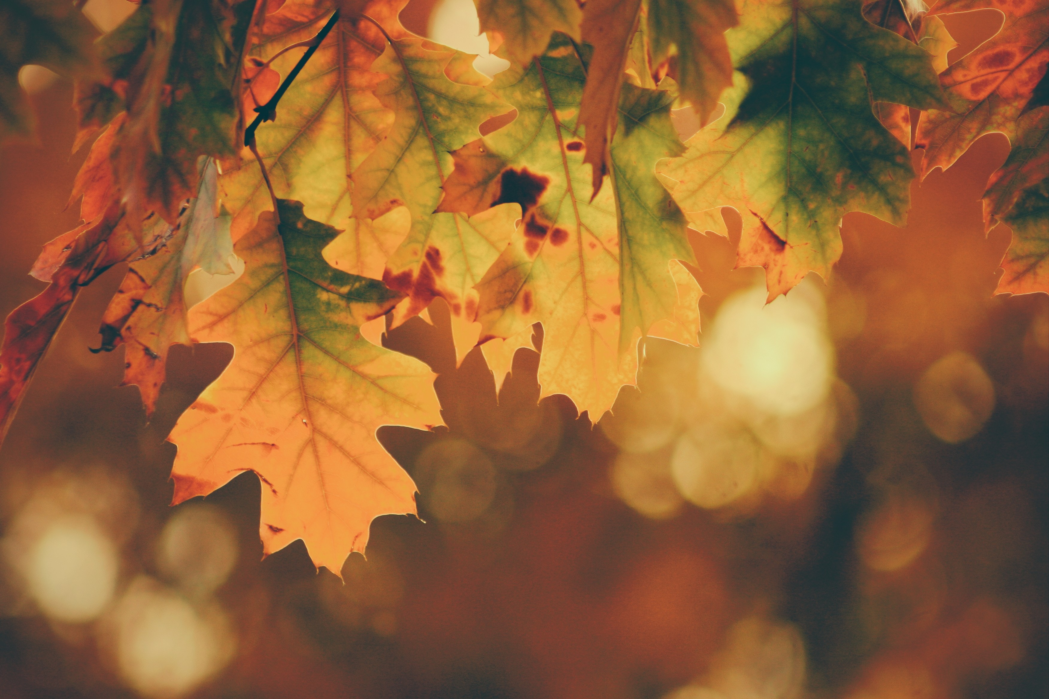 The trees are changing and so am I - Shayla McCormick | Sky Ranch ...
